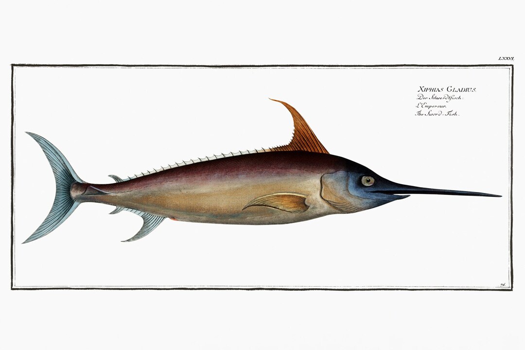Swordfish Poster Wall Art Home Decor - Etsy