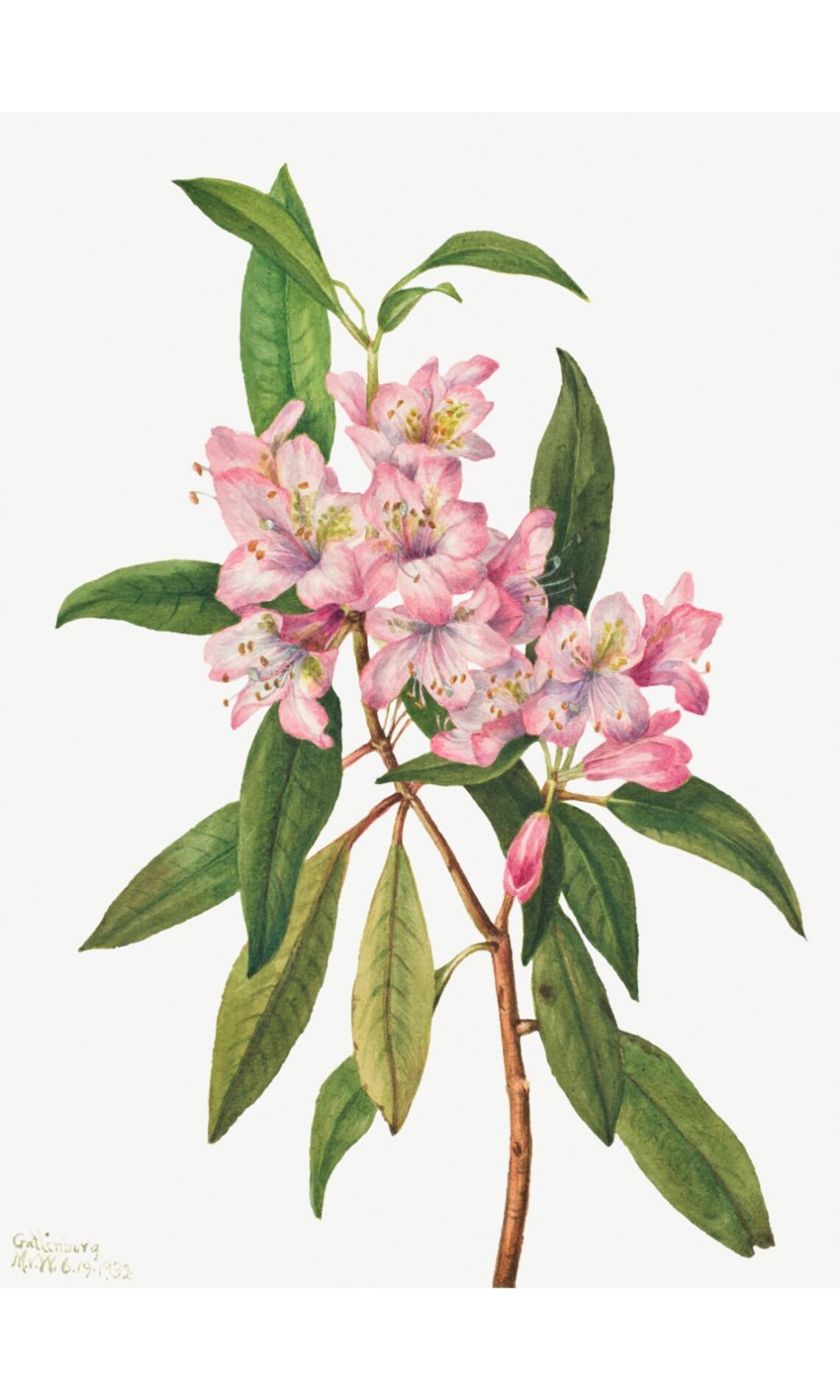Wild Flowers Rhododendron Bush Poster - Etsy