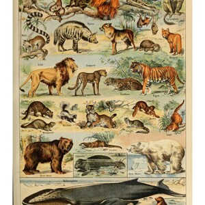 Mammals Chart Illustration by Millot Poster - Etsy UK