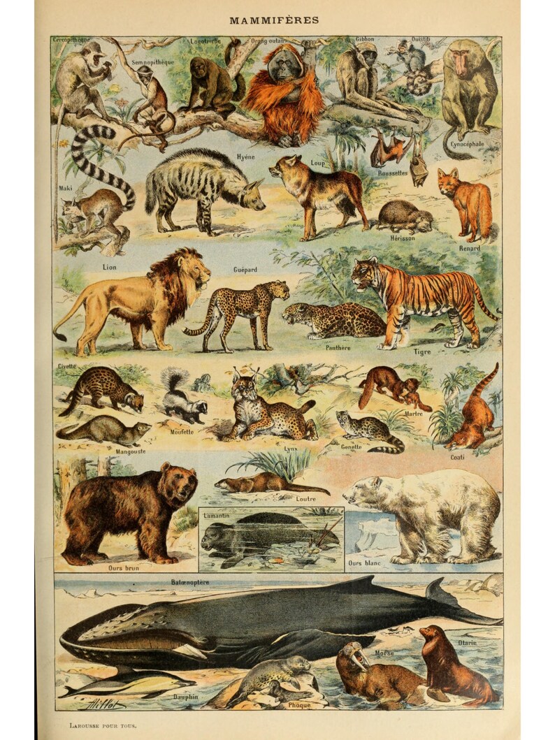 Mammals Chart Illustration by Millot Poster | Etsy UK