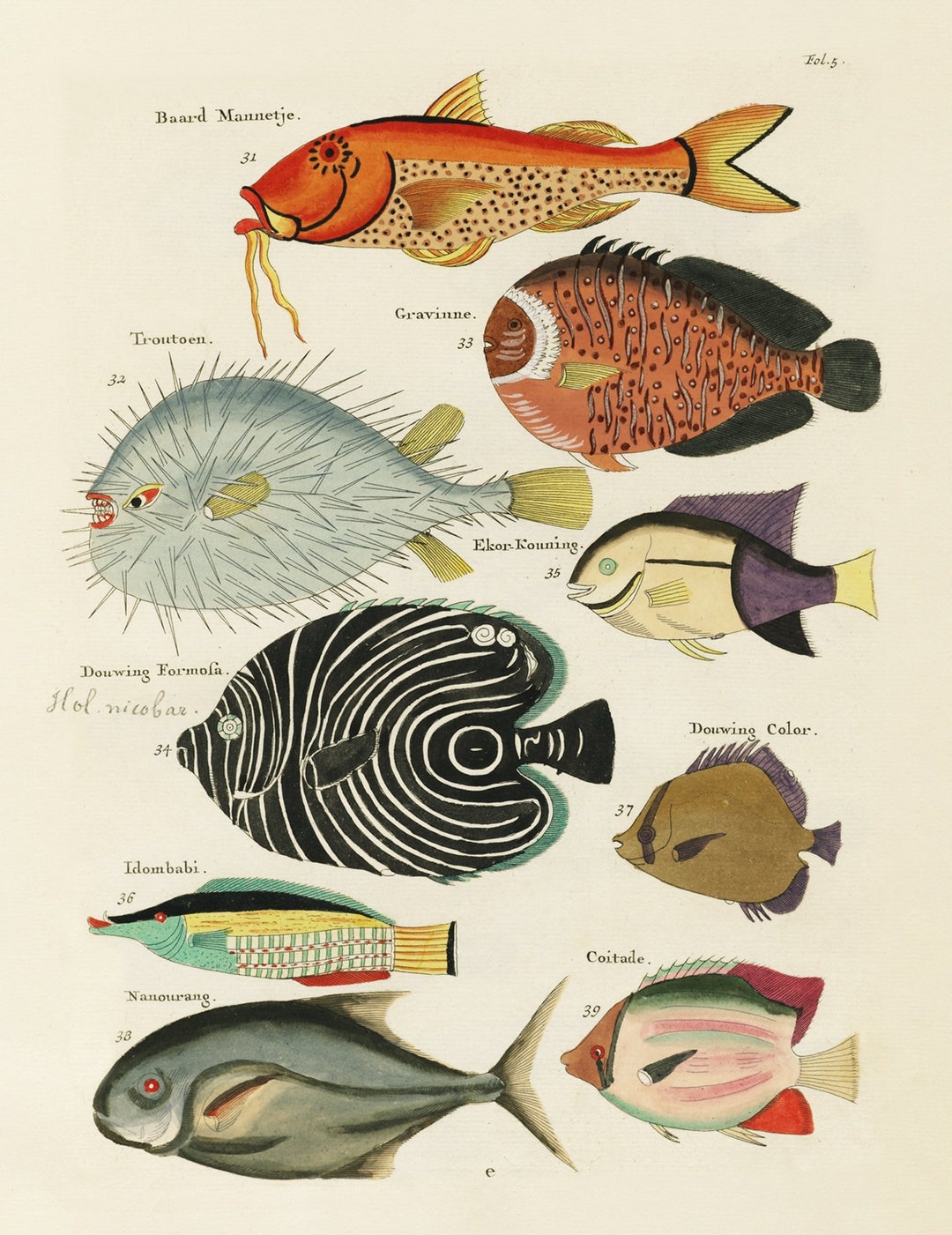 Pufferfish Chart by Renard | Poster | Wall Art | Home Decor | - Etsy