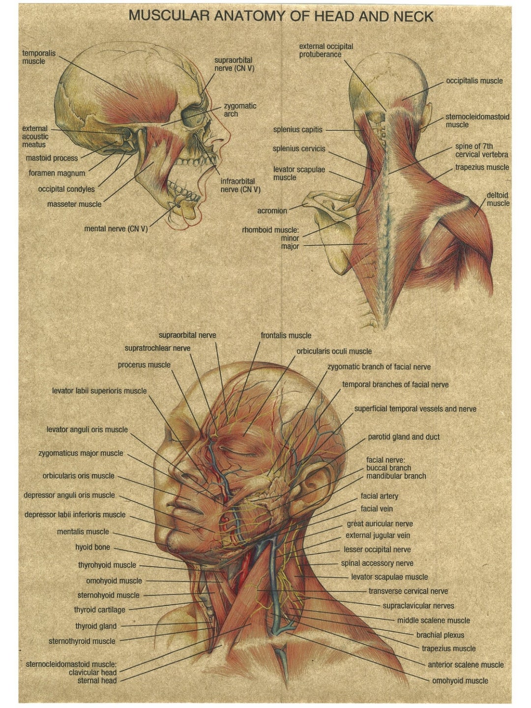 Head & Neck Chart by Bachin | Poster | Wall Art | Home Decor | - Etsy