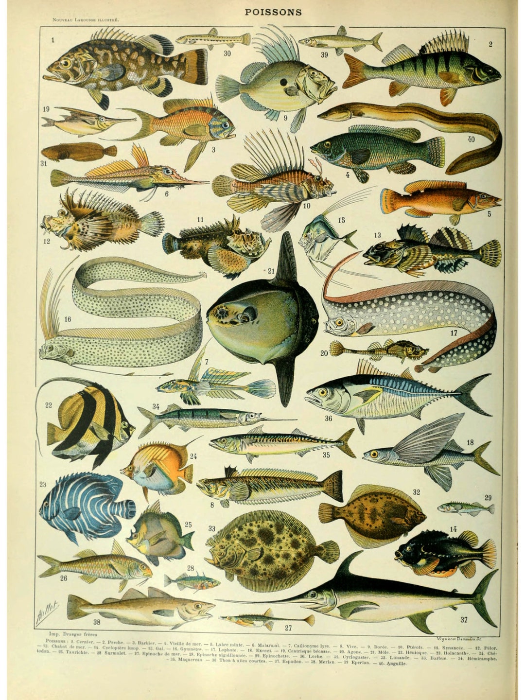 Poisonous Fishes Chart by Millot Poster - Etsy UK