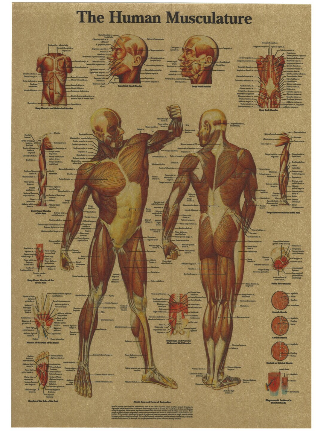 Human Muscle Chart by Bachin Poster - Etsy
