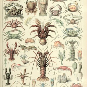 Butterflies, Fish and Crustaceans. Set of Three Poster Wall Art Home ...