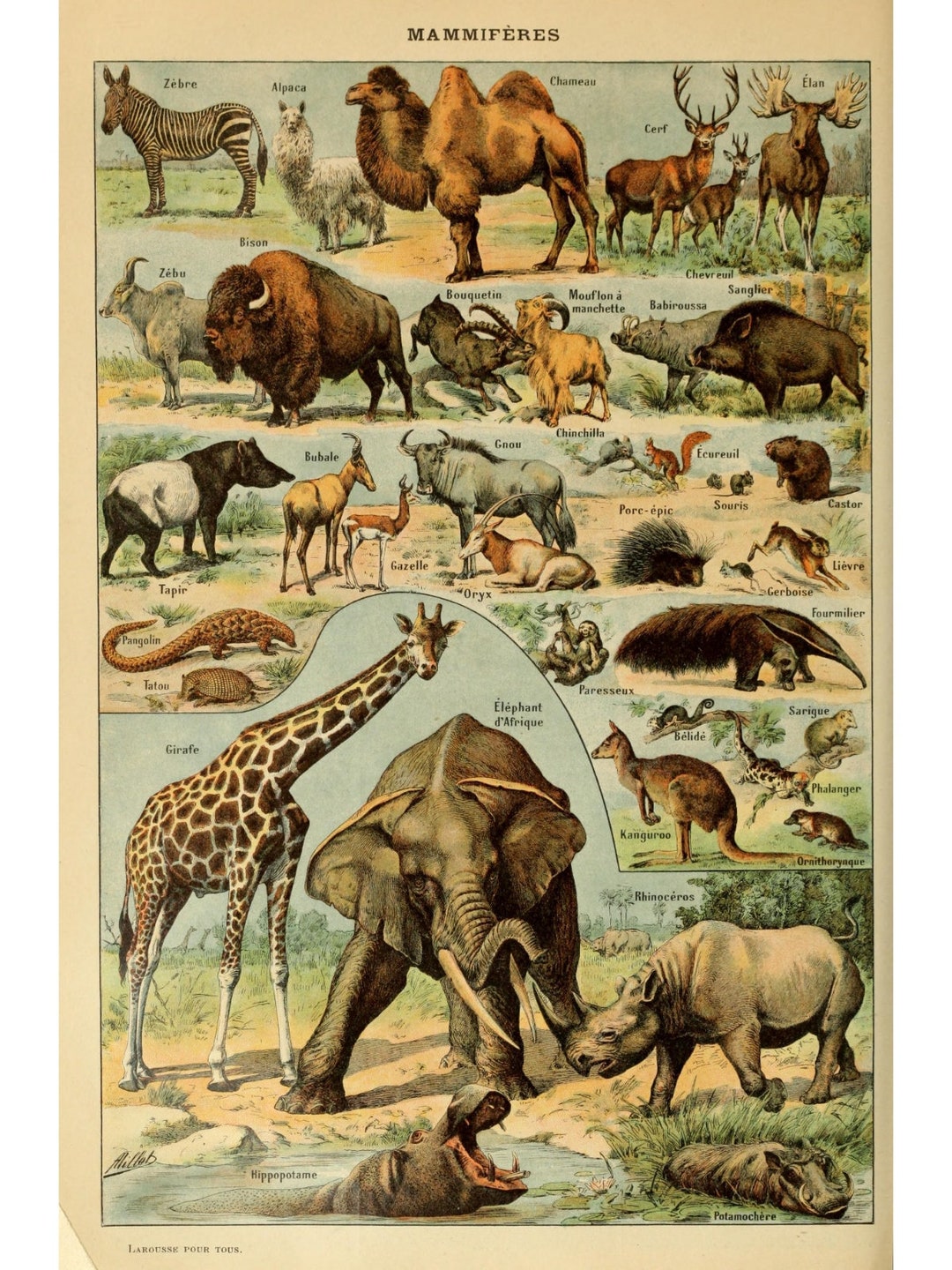 Mammals Chart by Millot | Poster | Wall Art | Home Decor | - Etsy
