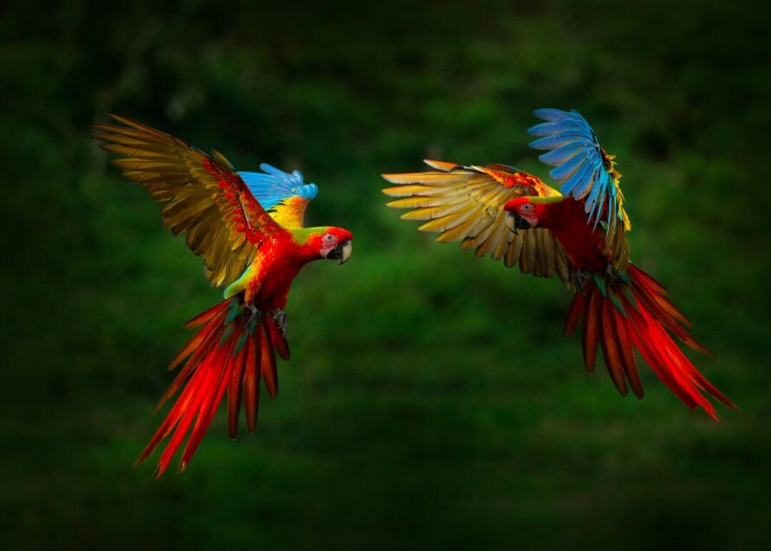 Parrots in the Air Poster Wall Art Home Decor - Etsy