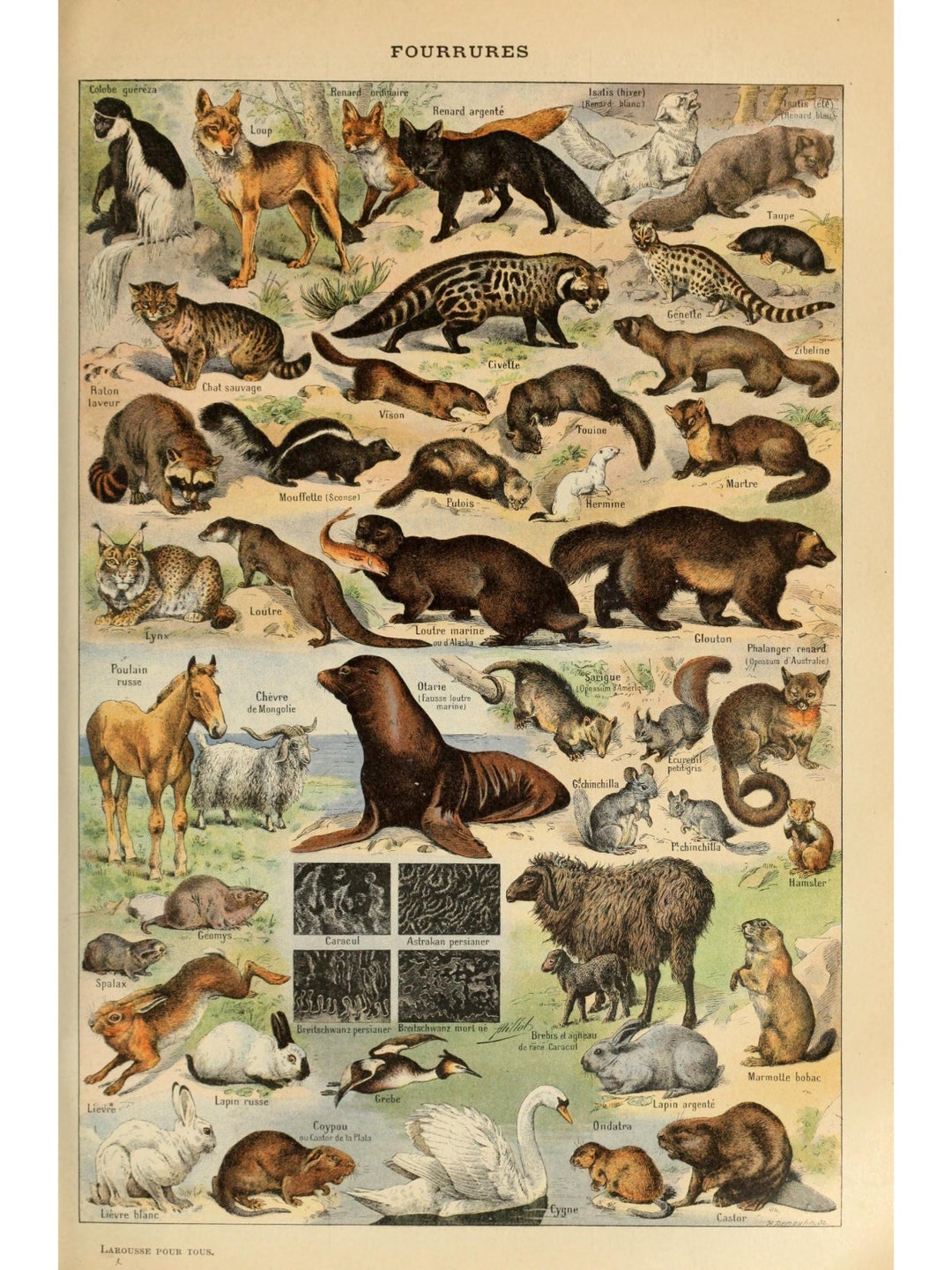 Fur Animals Chart by Millot | Poster | Wall Art | Home Decor | - Etsy