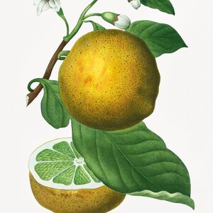 Fruits - Grapefruit on a Branch | Poster | Wall Art | Home Decor | - Etsy