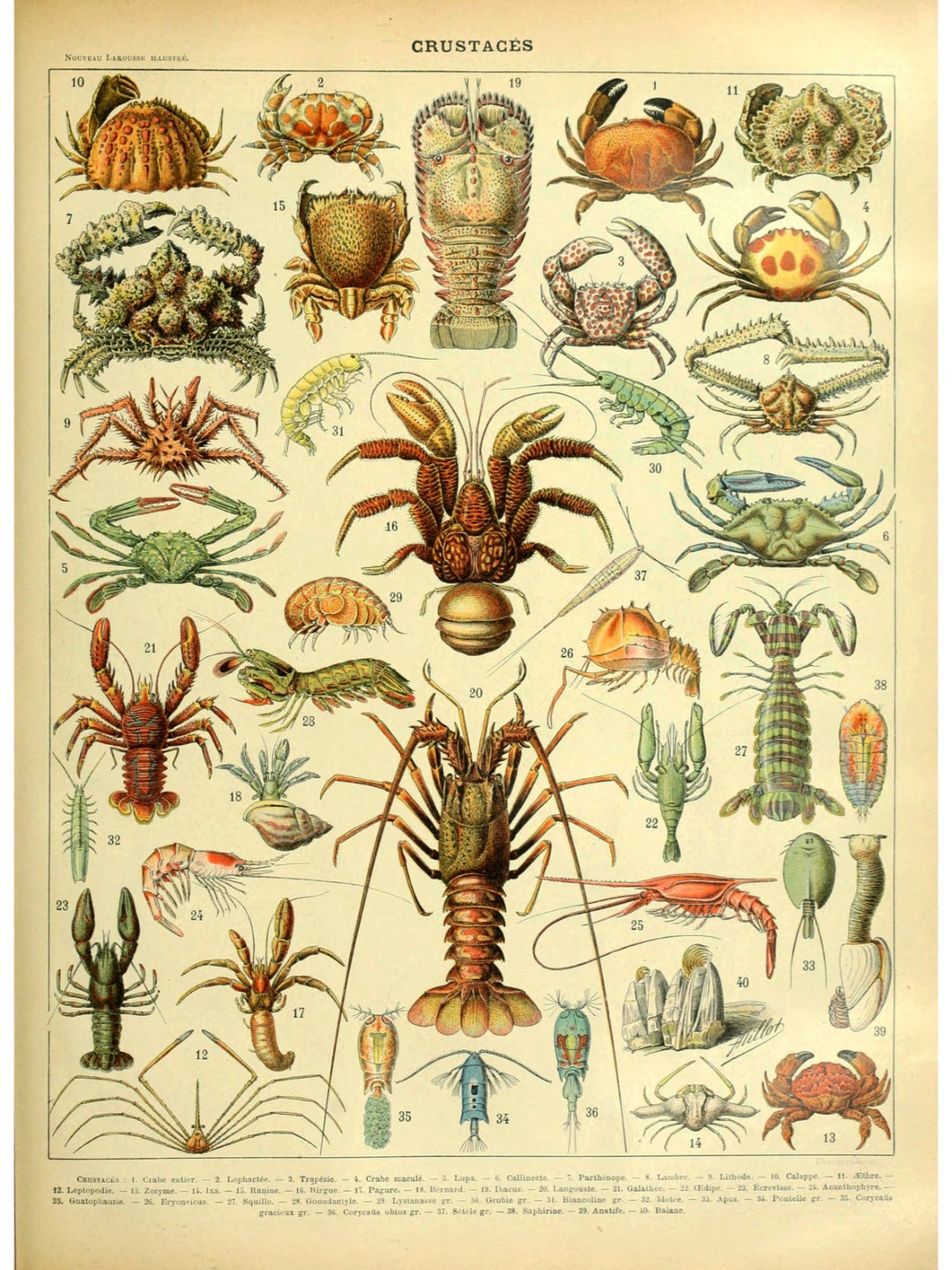 Crustaceans Chart by Millot Poster - Etsy UK