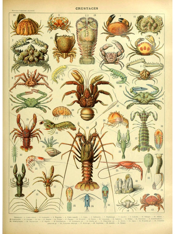 Crustaceans Chart by Millot Poster | Etsy UK