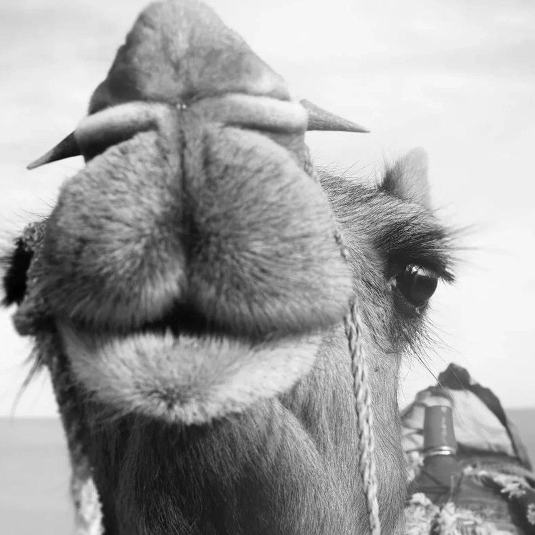 Close-up Camel Poster Wall Art Home Decor - Etsy