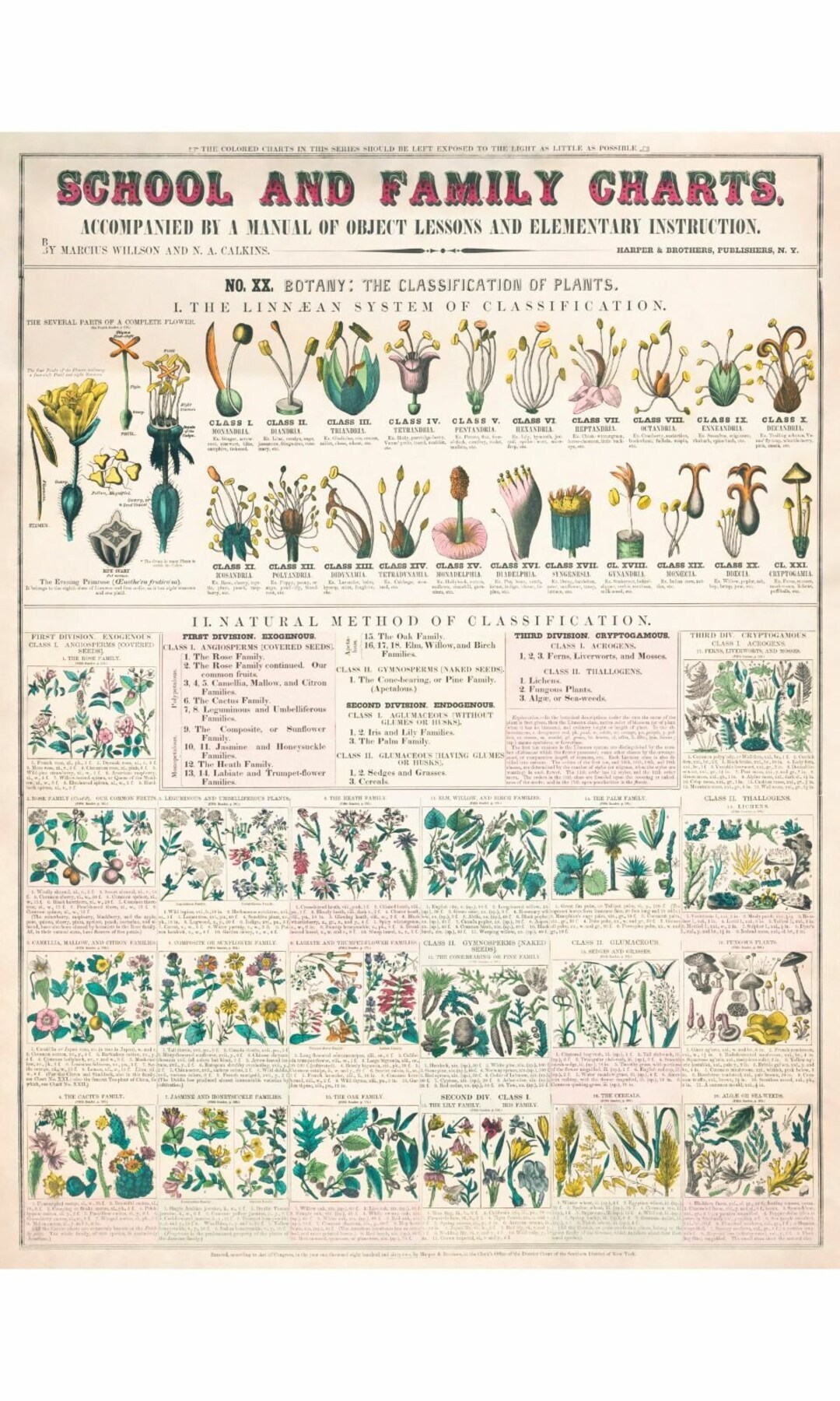 Classification of Plants | Poster | Wall Art | Home Decor | - Etsy