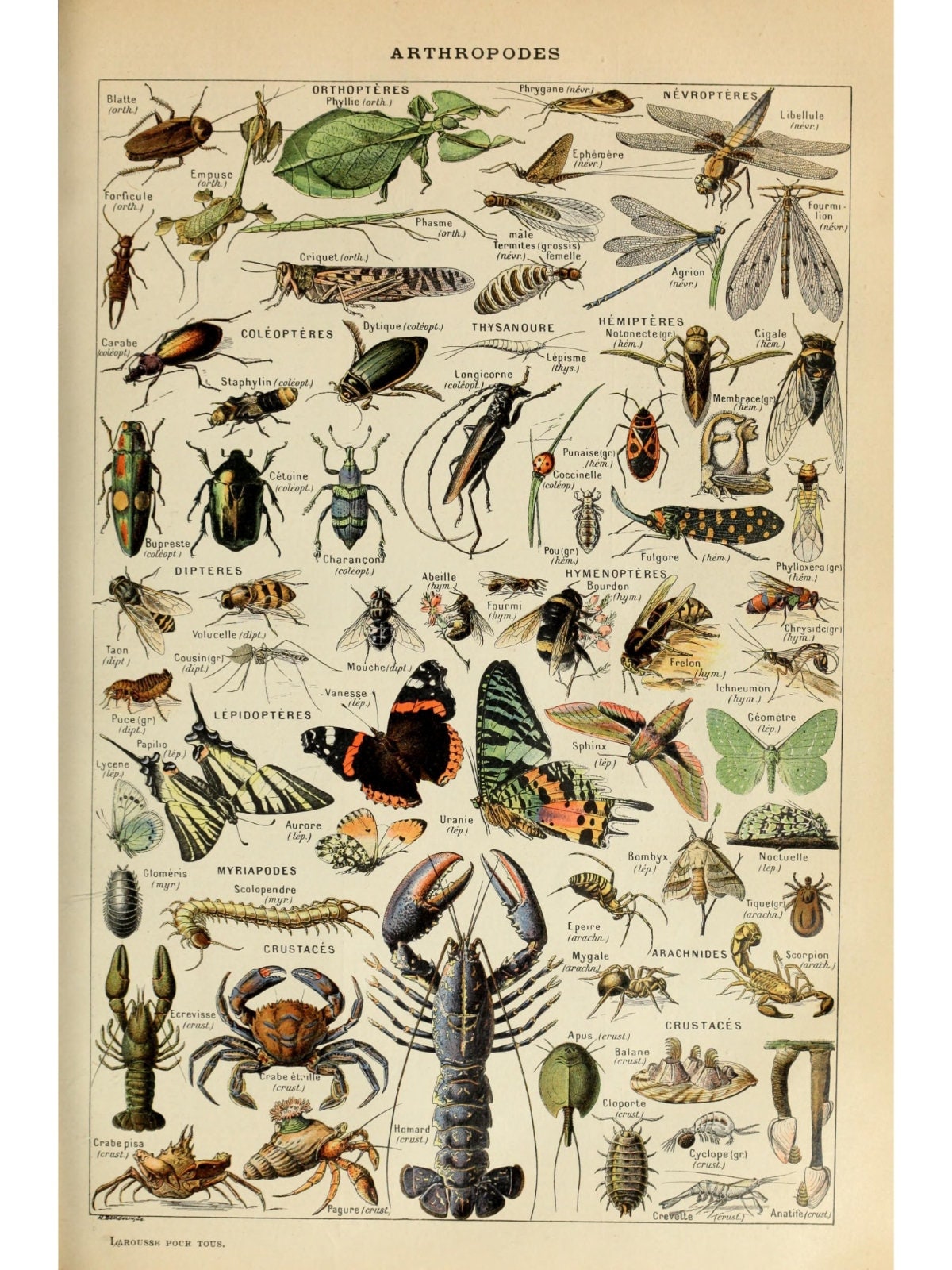 Arthropods Diagram