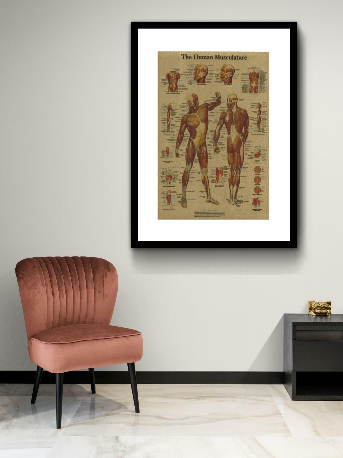 Human Muscle Chart by Bachin Poster - Etsy