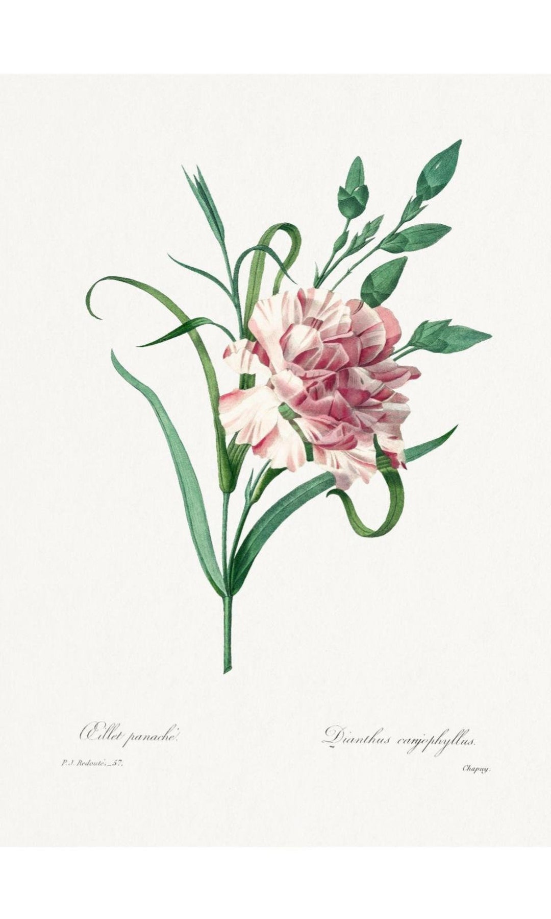 Wild Flowers - Carnation | Poster | Wall Art | Home Decor | - Etsy