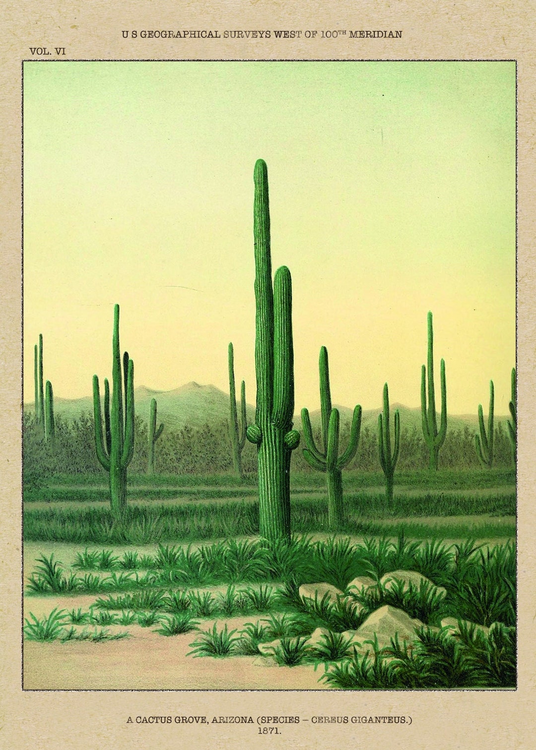 Cactus Grove in Arizona | Poster | Wall Art | Home Decor | - Etsy