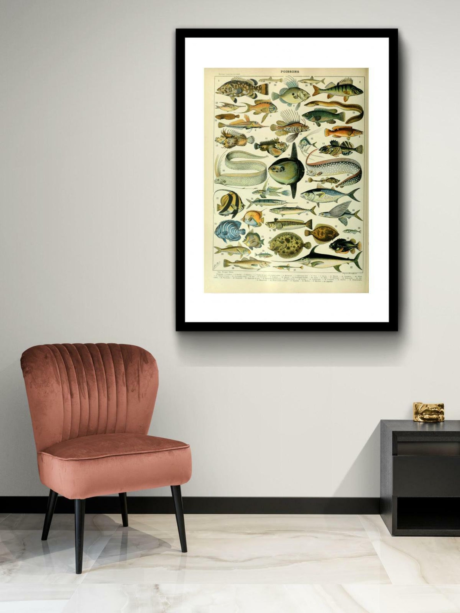 Poisonous Fishes Chart by Millot Poster - Etsy UK