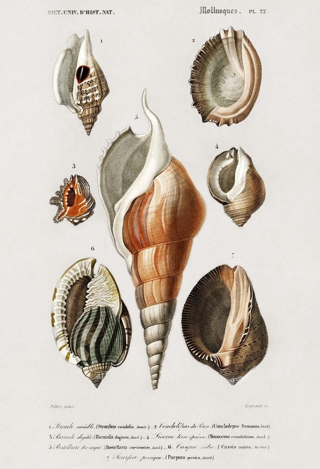 Molluscs Chart by Prêtre Poster - Etsy UK