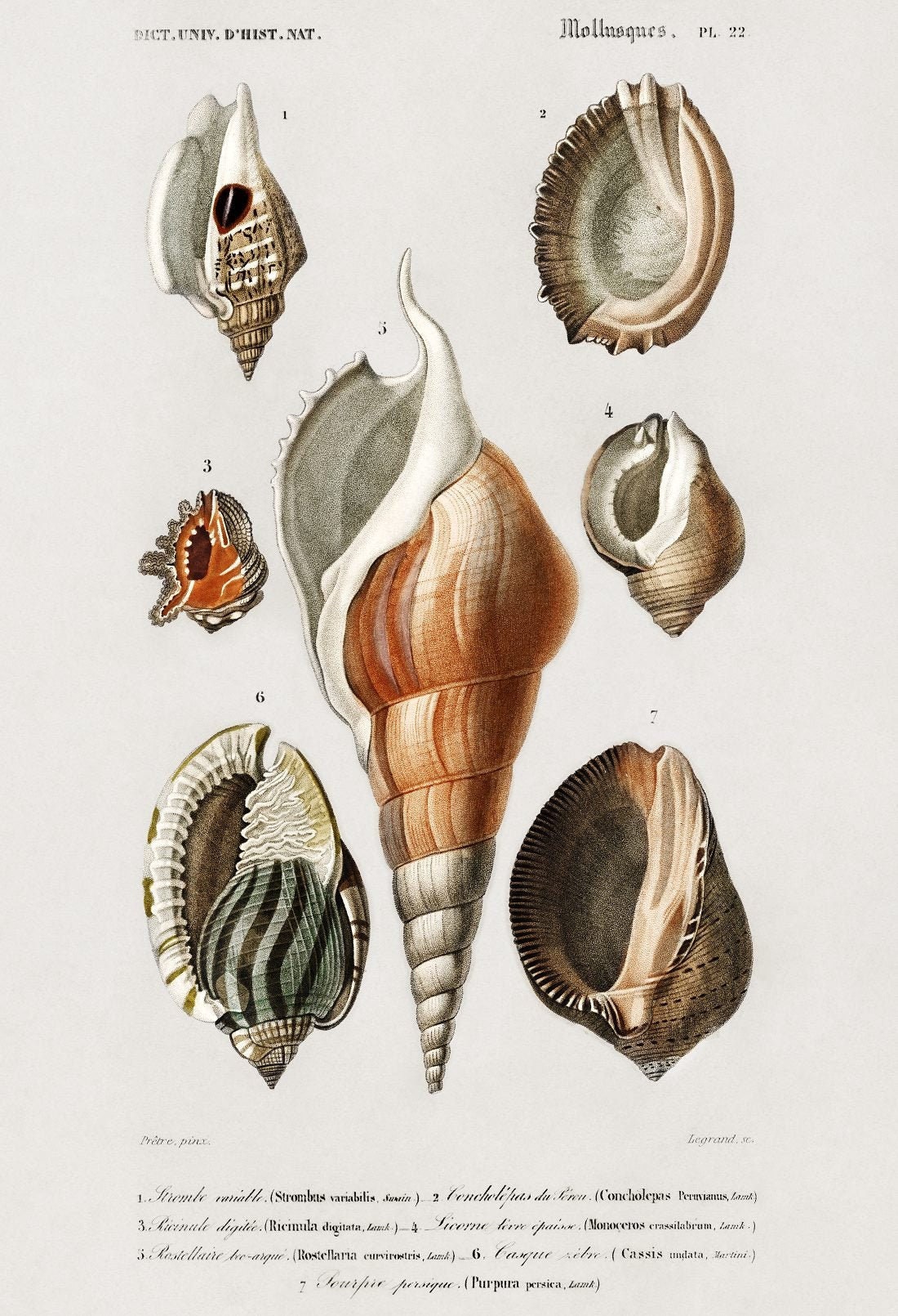 Molluscs Chart by Prêtre Poster | Etsy