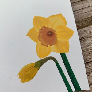 Daffodil Note Cards, A6 Notelets, Postcard Style Notecards, Floral ...