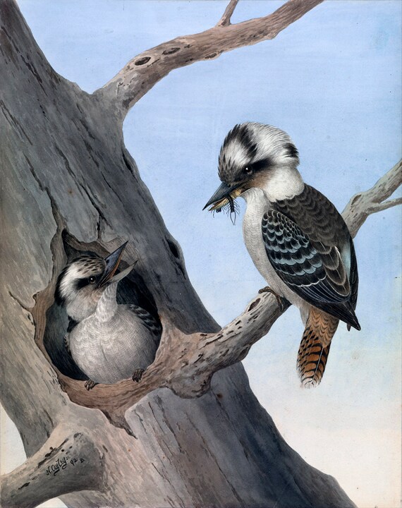 Kooka Bird