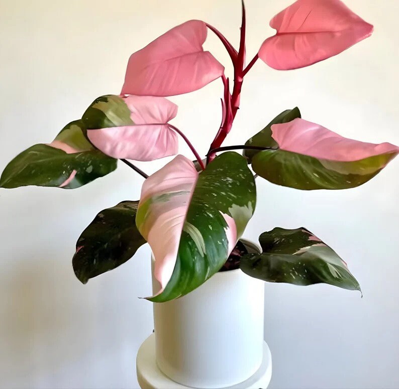 Philodendron Pink Princess Marble Variegated bewurzelte - Etsy.de