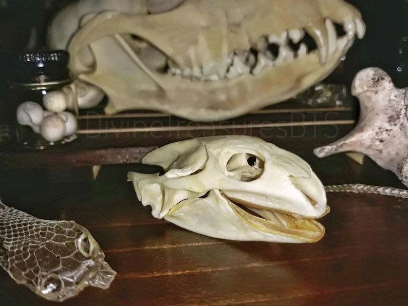 Complete Ethically Sourced Turtle Skulls-real - Etsy