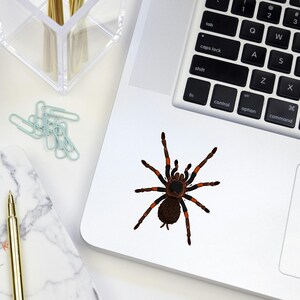 Mexican Red Knee Tarantula | Vinyl Sticker | Hand-drawn, Waterproof ...
