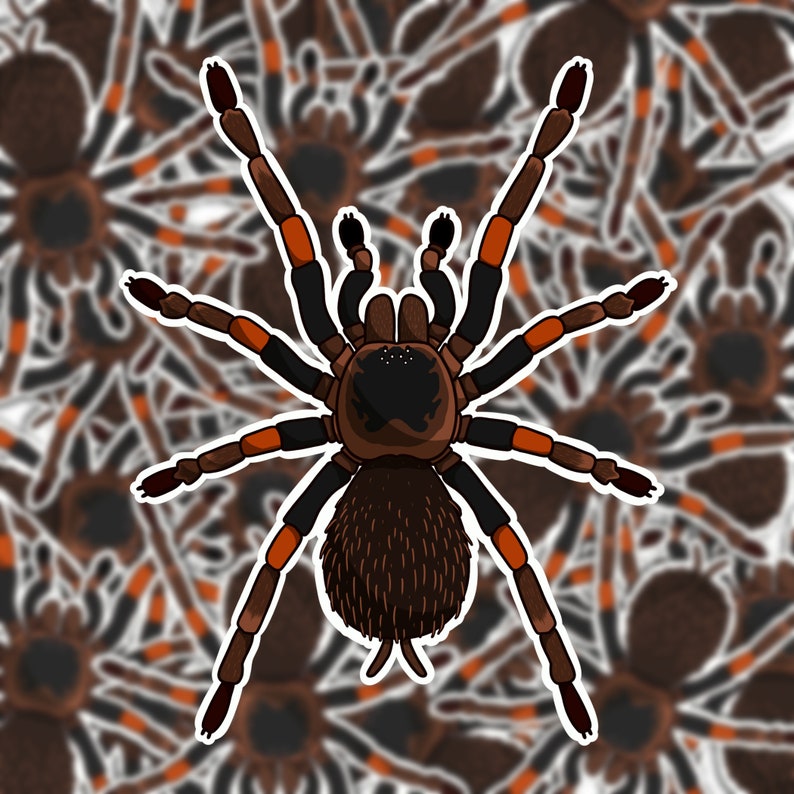 Mexican Redknee Tarantula Stickers Waterproof - Etsy