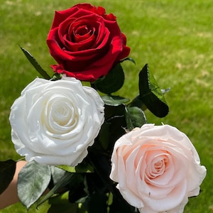 Pack of 16 Long-stem White Preserved Roses | Valentines Day Gift ...