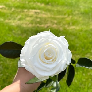 Pack of 16 Long-stem White Preserved Roses | Valentines Day Gift ...