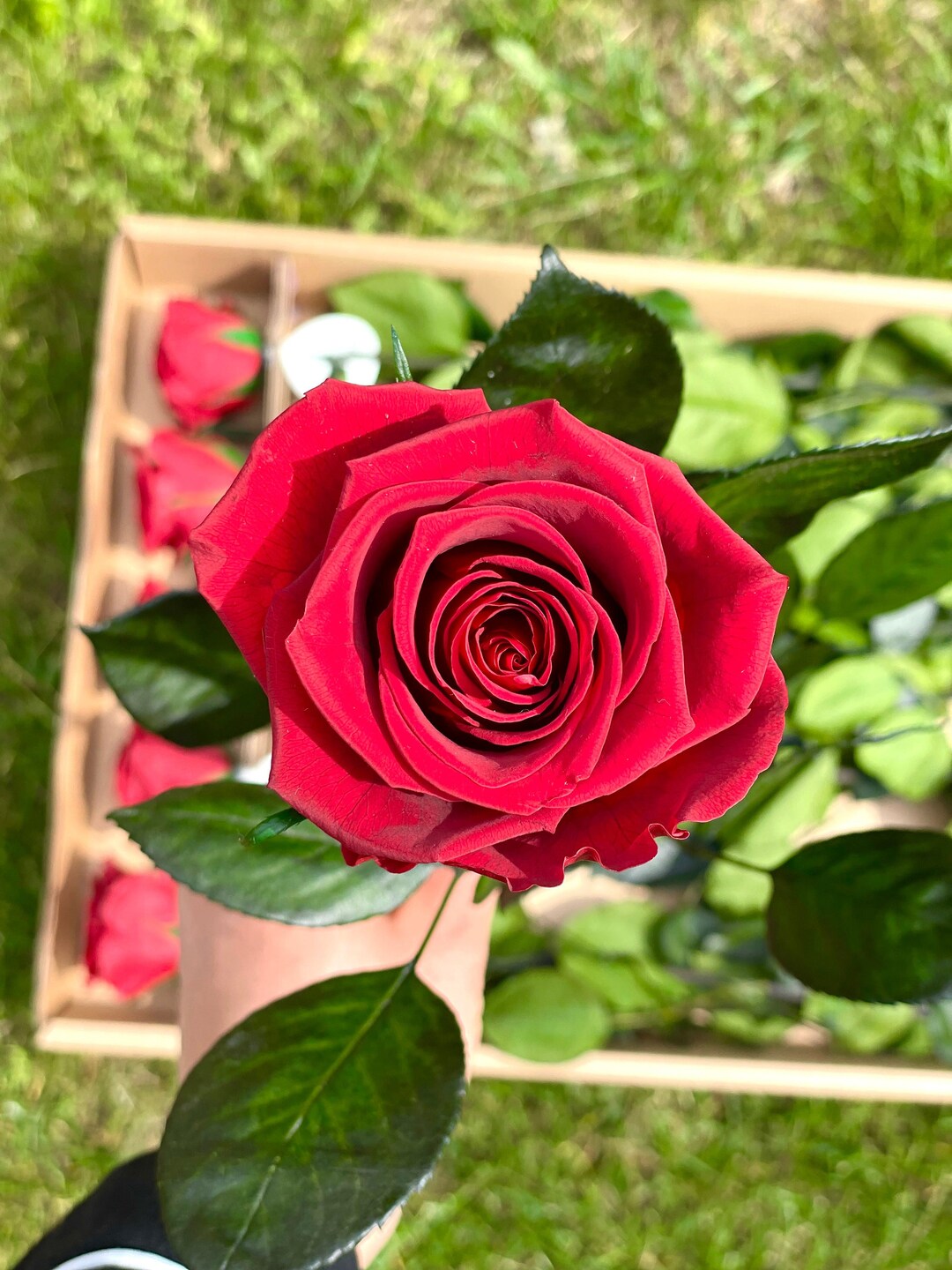 Pack of 16 Long-stem Red Preserved Roses | Mother's Day Gift | Forever ...