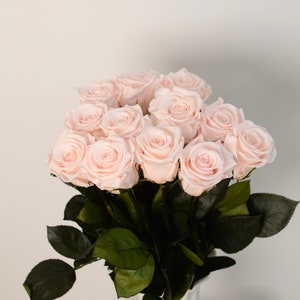 12 Preserved Roses in Ceramic White Vase / Dozen Forever Roses ...