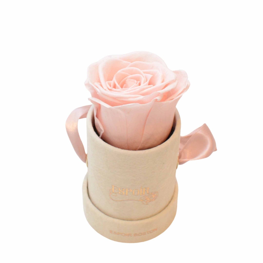 Single Preserved Rose in Cream Suede Box | Mother's Day Gift | Forever ...