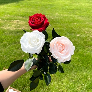 Pack of 16 Long-stem White Preserved Roses | Valentines Day Gift ...