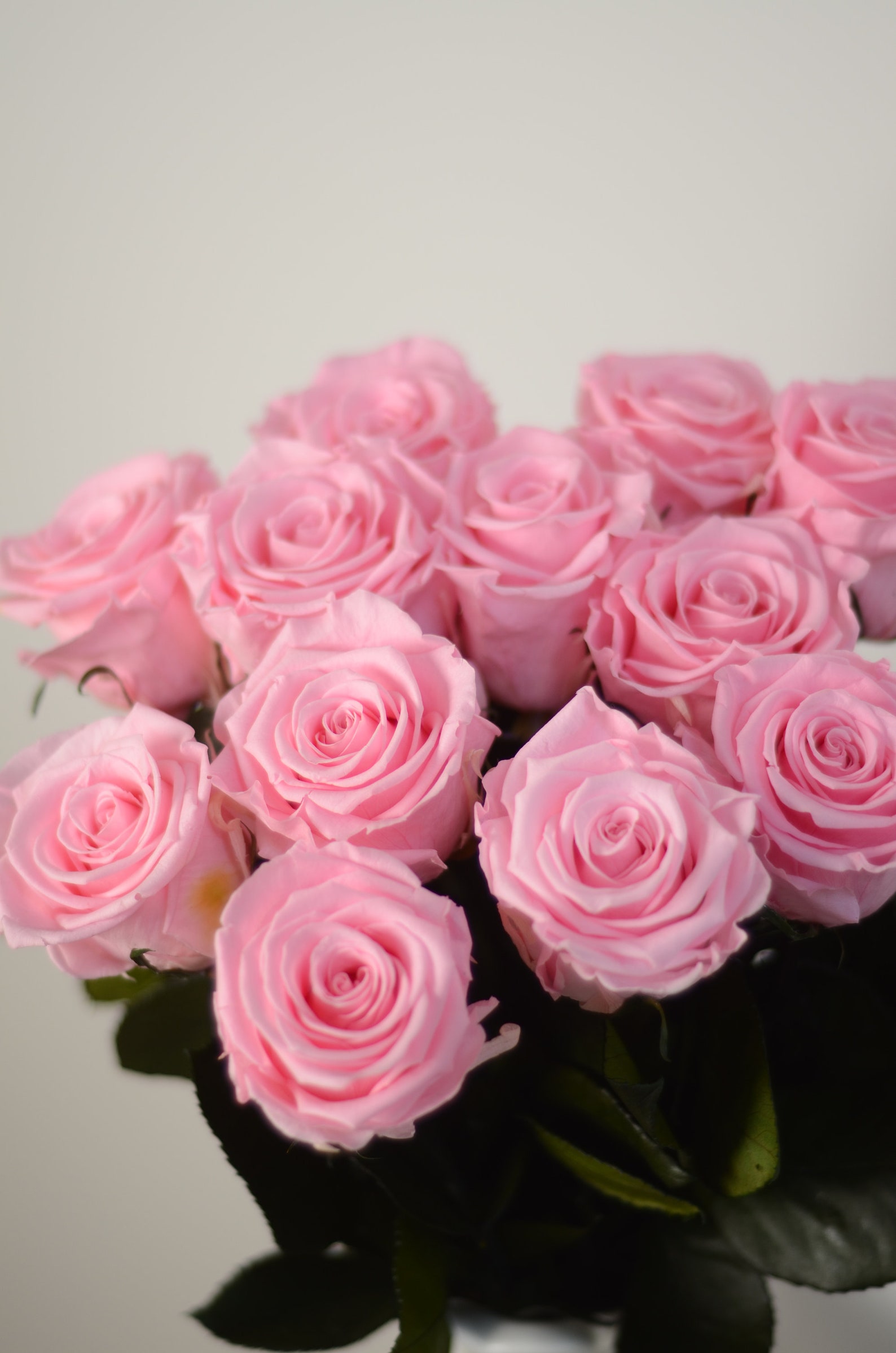 12 Preserved Roses in Ceramic White Vase / Dozen Forever Roses ...