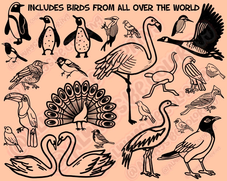 200 Hand Drawn Birds Procreate Stamp Brushes! for DIY Cards, Drawings ...