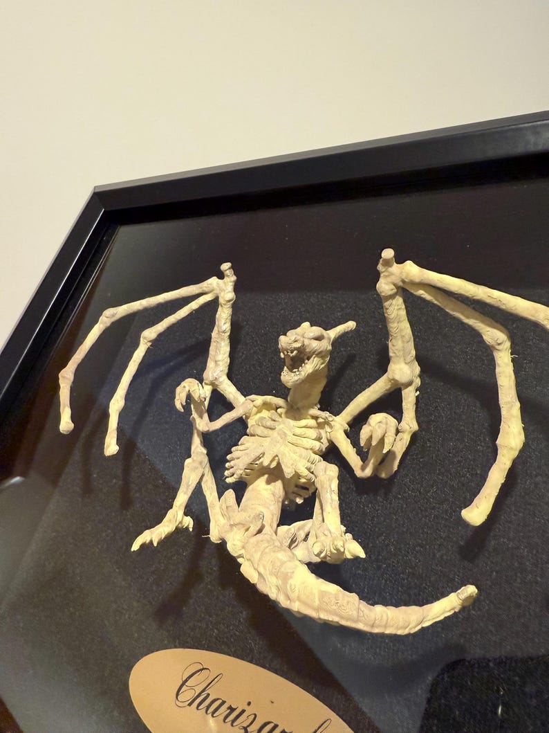 Charizard Skeleton Taxidermy Shadowbox 8x11 - Etsy