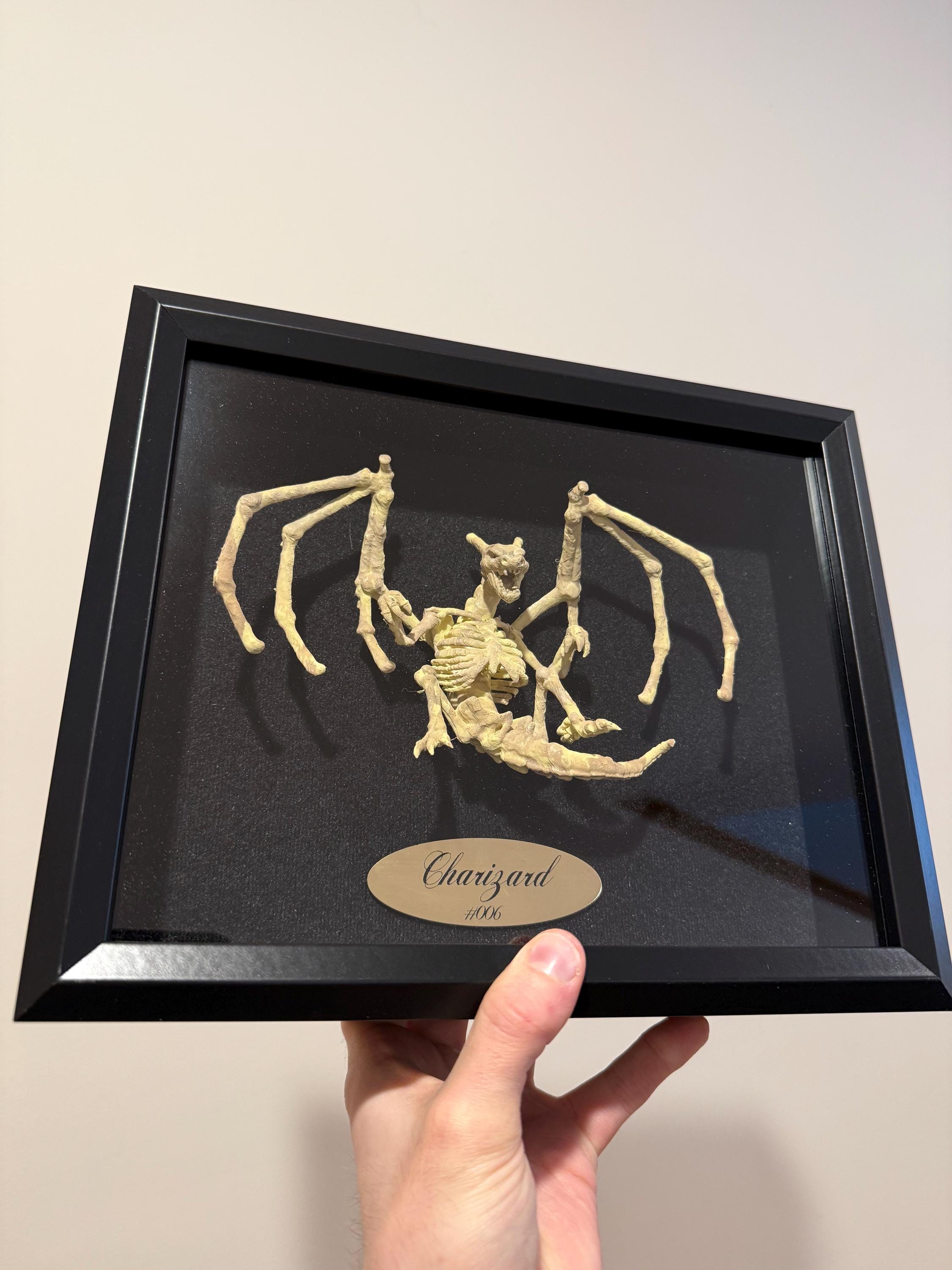 Charizard Skeleton Taxidermy Shadowbox 8x11 - Etsy