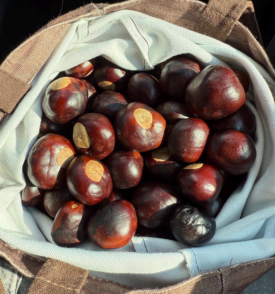 Natural Buckeyes Nuts From Ohio Buckeye Tree ~ Drilled or Undrilled and ...