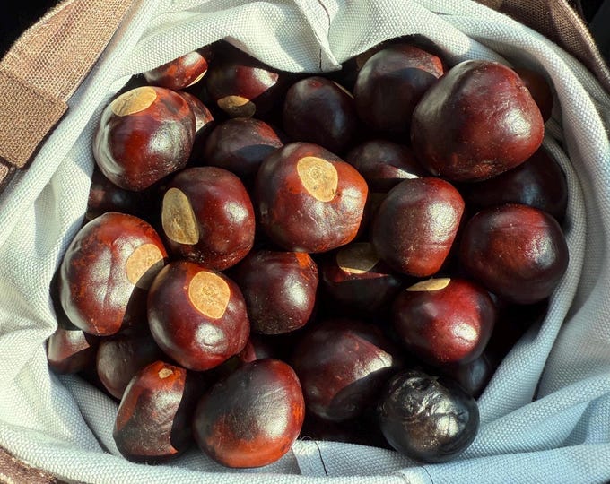 Natural Buckeyes Nuts From Ohio Buckeye Tree ~ Drilled or Undrilled and ...