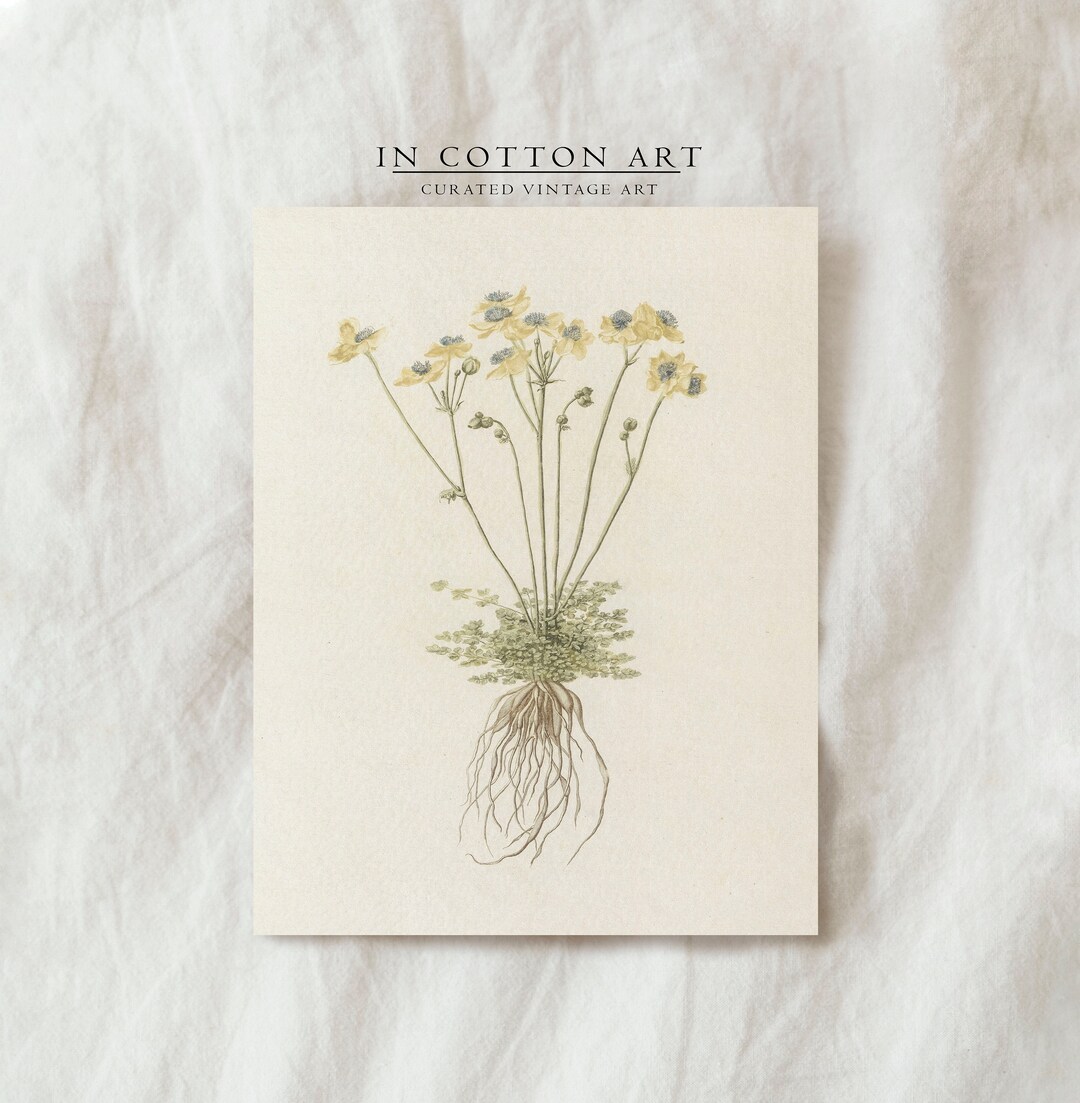 Botanical Yellow Flower Wall Art Print / Vintage Floral Drawing ...