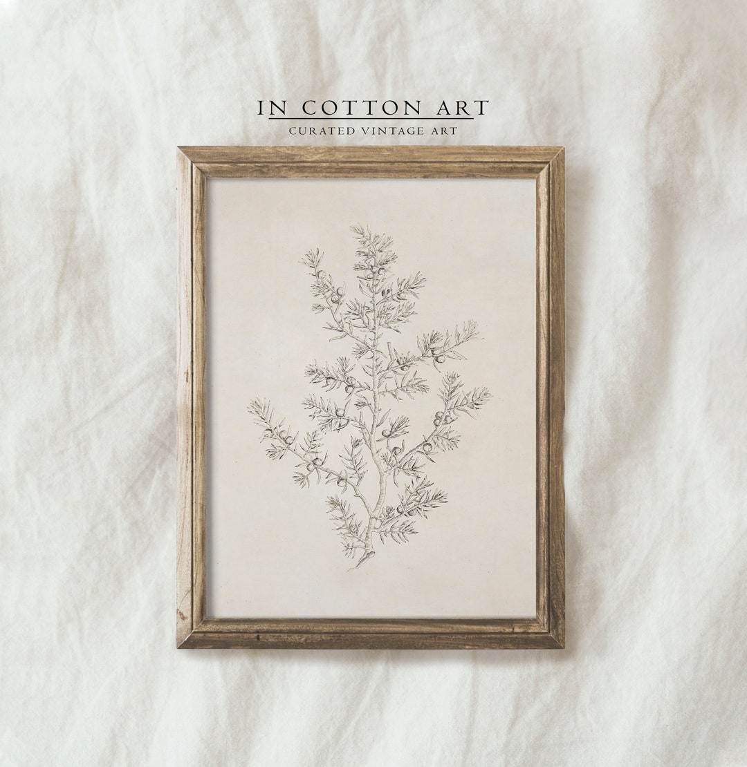 Olive Branch Drawing / Botanical Etching Print / Vintage Sketch Art ...