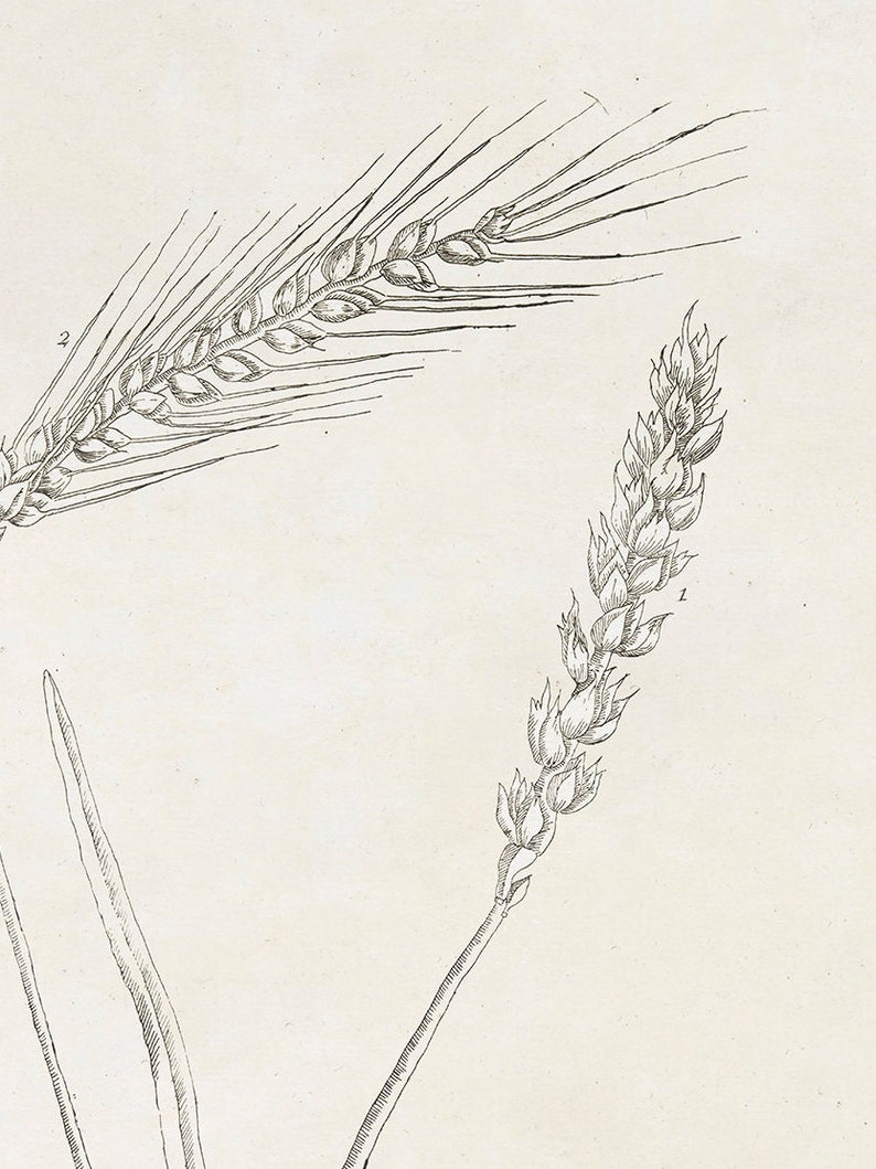 Vintage Botanical Line Drawing / Farmhouse Wheat Print / - Etsy