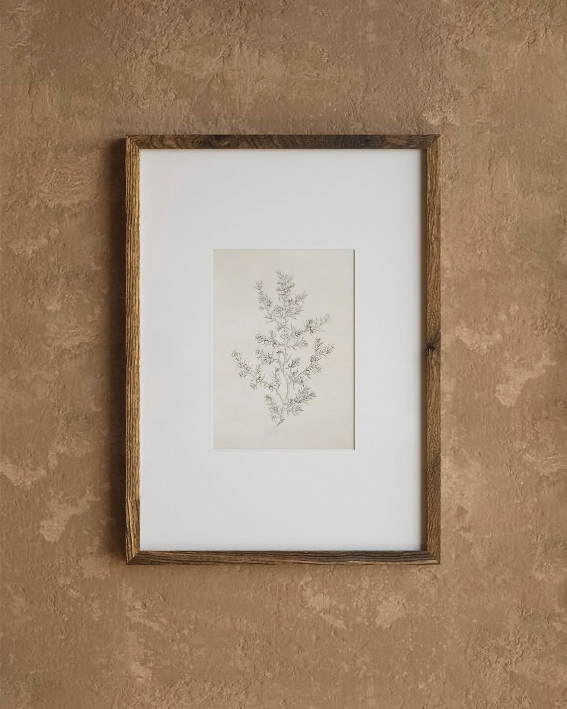 Olive Branch Drawing / Botanical Etching Print / Vintage - Etsy