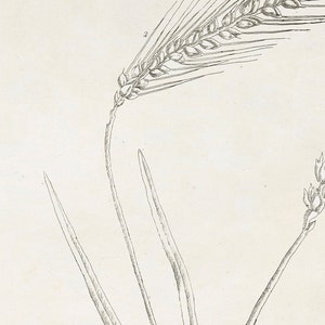 Vintage Botanical Line Drawing / Farmhouse Wheat Print / Minimalist ...