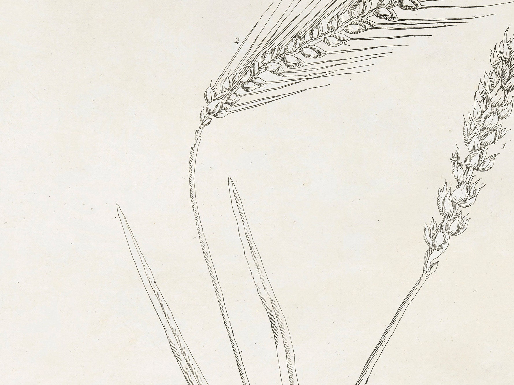 Vintage Botanical Line Drawing / Farmhouse Wheat Print / | Etsy