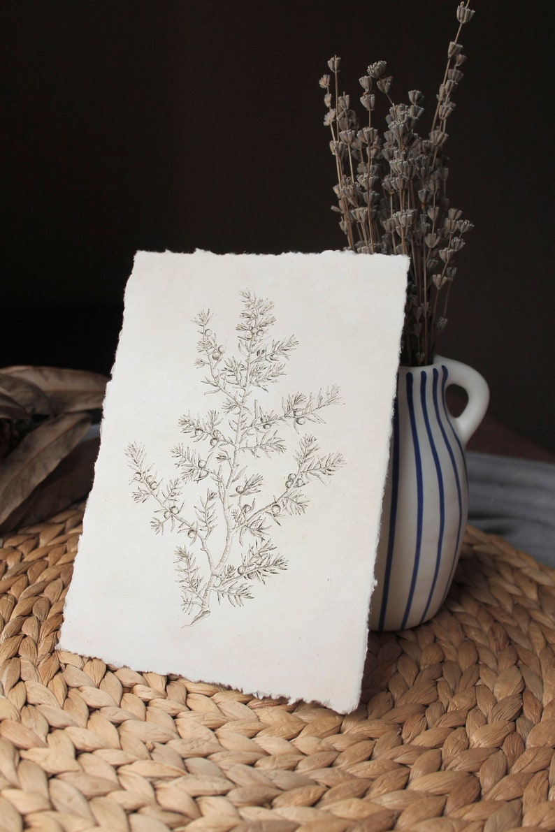 Olive Branch Drawing / Botanical Etching Print / Vintage | Etsy