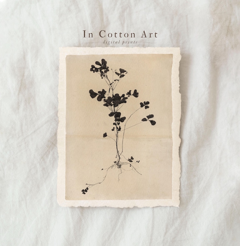Minimalist Botanical Print, Vintage Plant Wall Art, Flower Ink ...